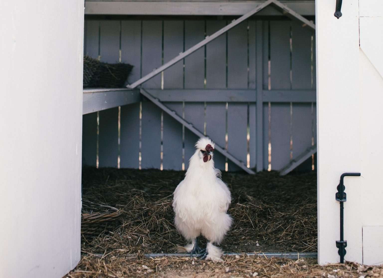 What is the Best Ground Cover for a Chicken Run in 2024. The 10 Most ...