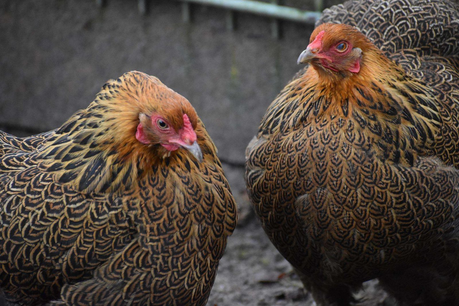 100 Unique Chicken Names for 2026 - My Chicken Guide