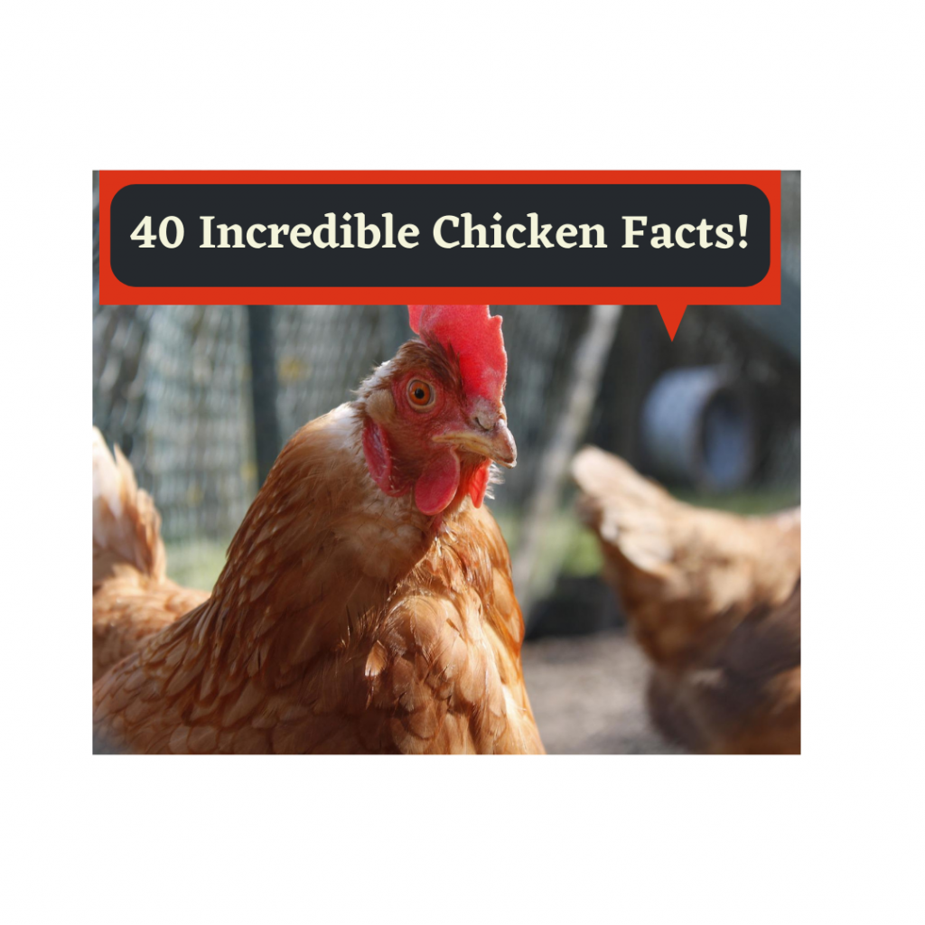 40 Incredible Chicken Facts You Didn't Know in 2024! - My Chicken Guide