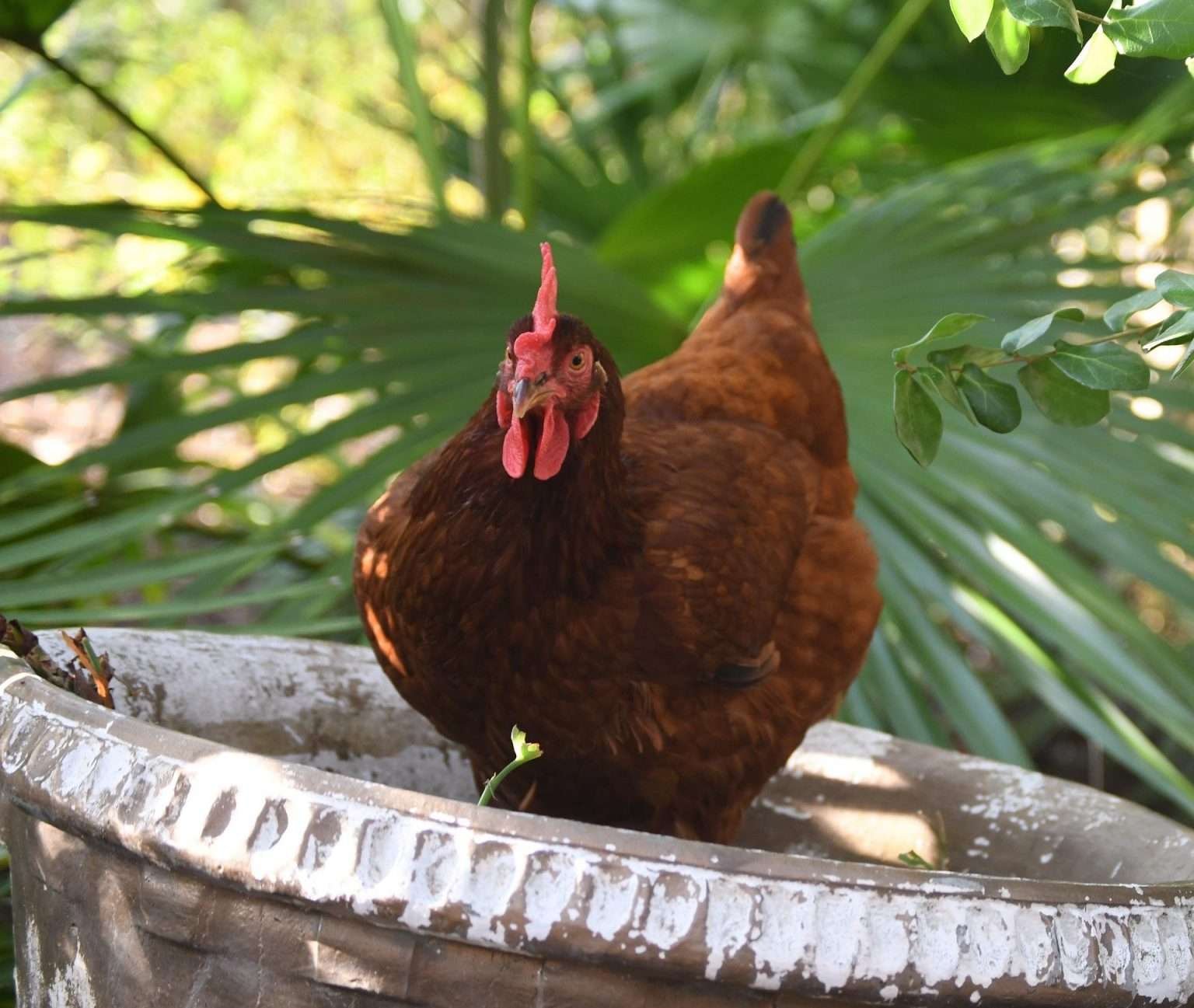 Rhode Island Red: The Full Guide in 2024 - My Chicken Guide