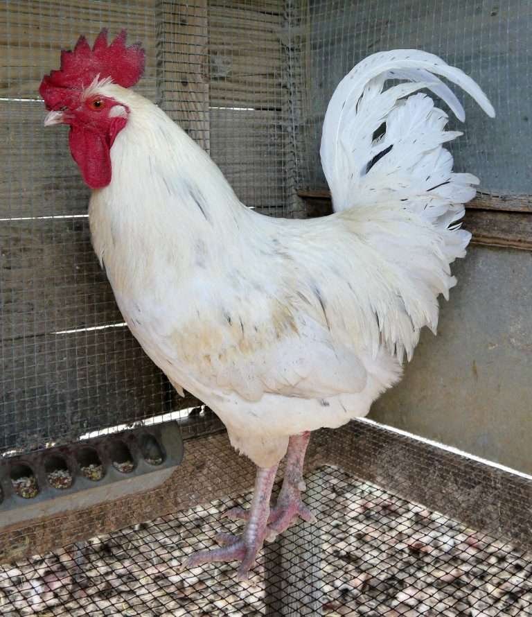 The 10 Most Popular Breeds of White Chickens Found Worldwide in 2024 ...
