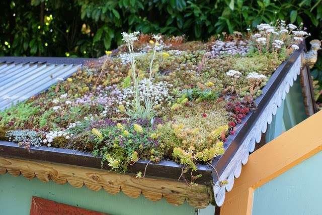 Best Roofing for Chicken Coops in 2025 (Updated July 2025) - My Chicken ...