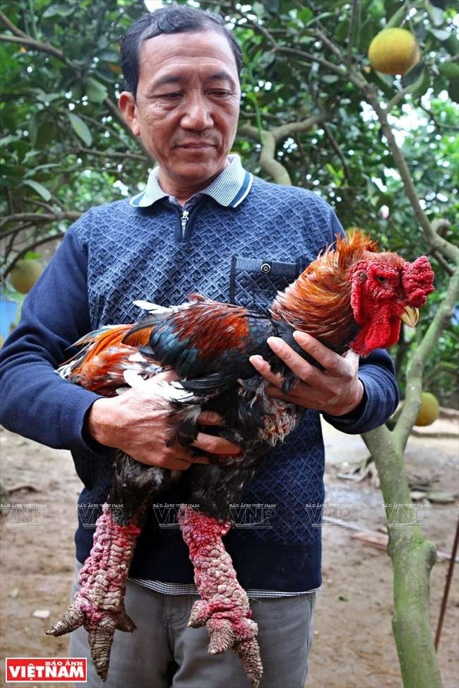 Dong Tao Chicken - The Dragon Chicken! - My Chicken Guide