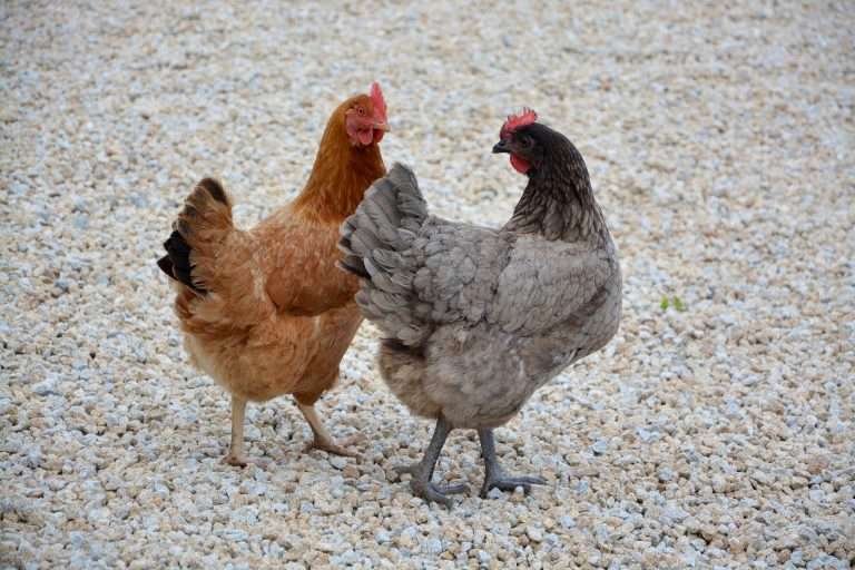 Sapphire Gem Chicken - All You Should Know About This Beautiful Breed ...