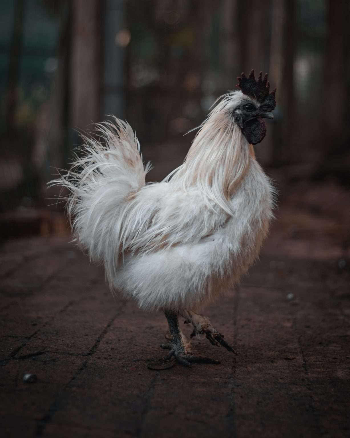 The Silkie Rooster! Silkie Rooster vs Hen and All You Should Know About ...