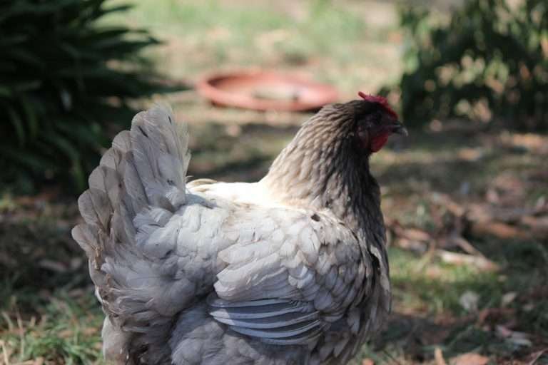 Sapphire Gem Chicken - All You Should Know About This Beautiful Breed ...