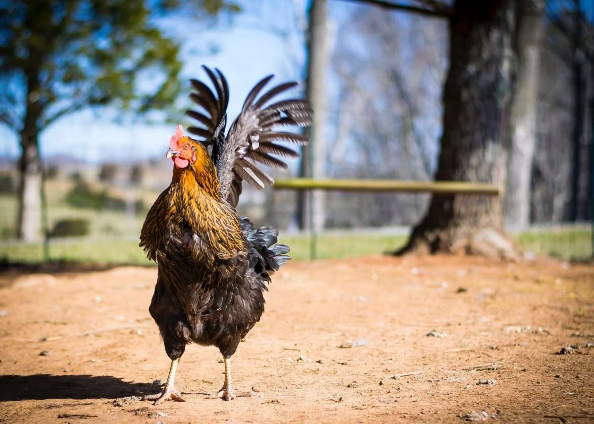 Black Star Chickens - A Hardy and Excellent Laying Breed. - My Chicken ...