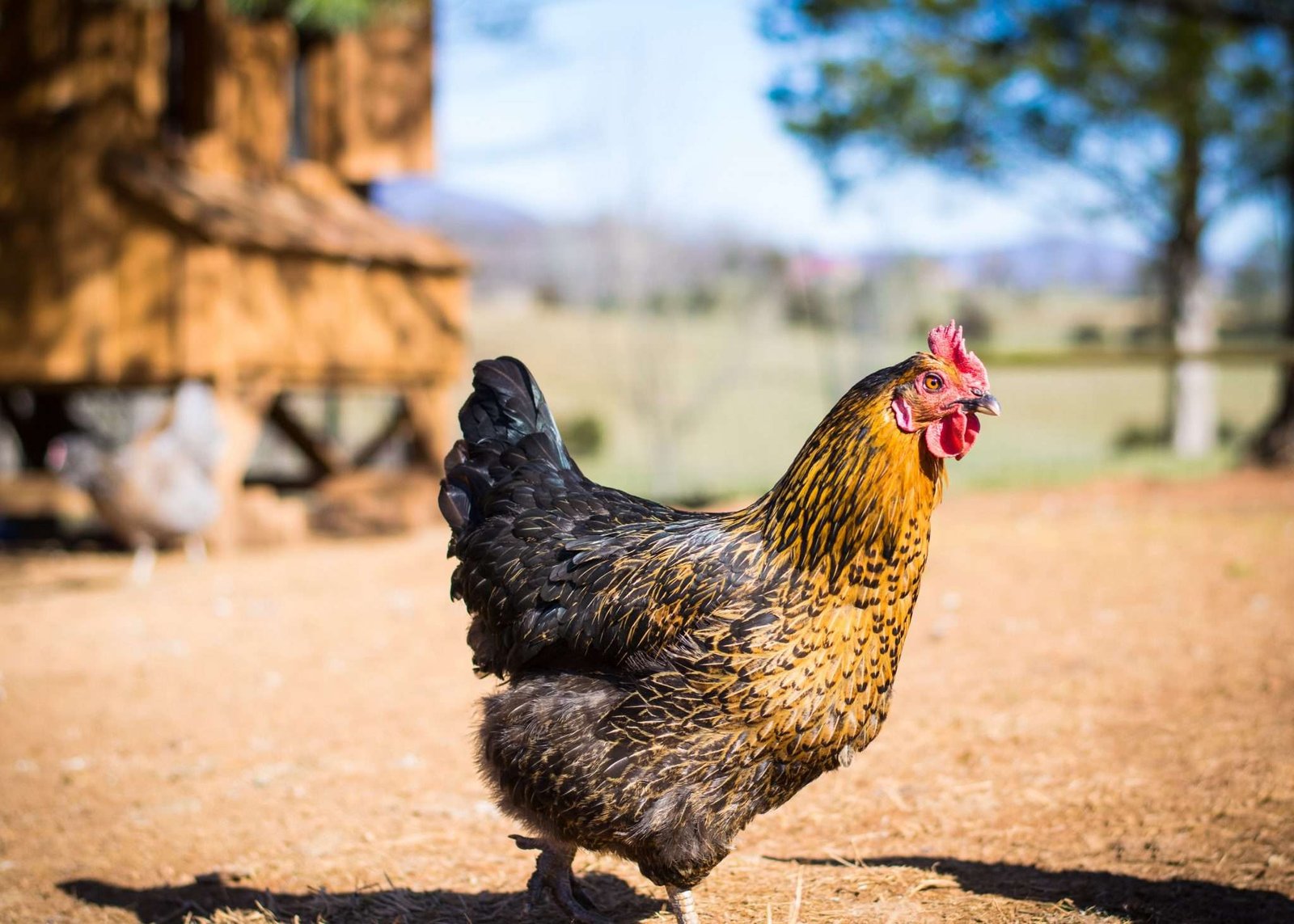 Black Star Chickens - A Hardy and Excellent Laying Breed. - My Chicken ...