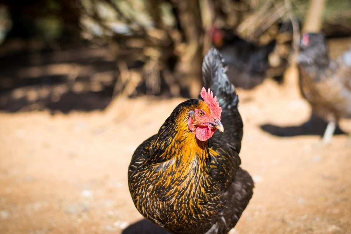 Black Star Chickens - A Hardy and Excellent Laying Breed. - My Chicken ...