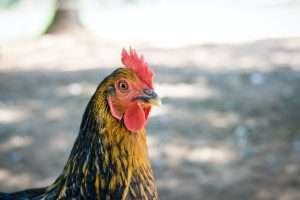 Black Star Chickens - A Hardy and Excellent Laying Breed. - My Chicken ...