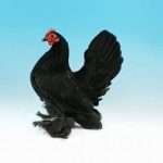 10 Small Chickens! Miniature chickens ranked from the smallest chicken ...