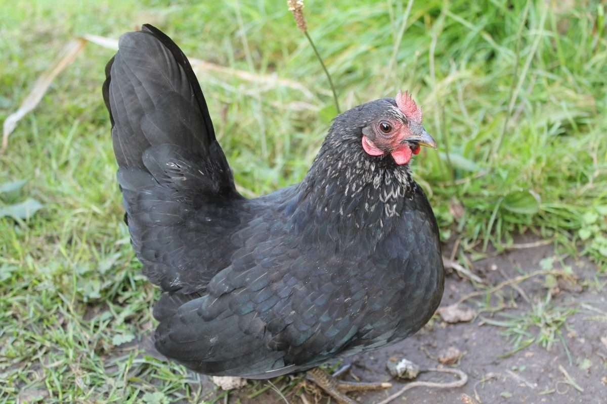 10 Small Chickens! Miniature chickens ranked from the smallest chicken ...