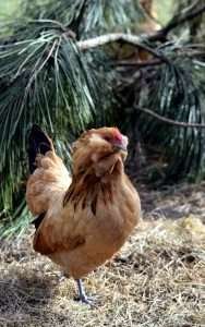10 Small Chickens! Miniature chickens ranked from the smallest chicken ...