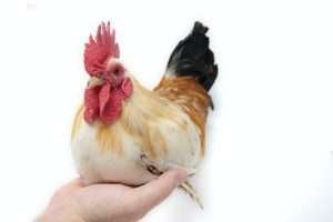 10 Small Chickens! Miniature chickens ranked from the smallest chicken ...