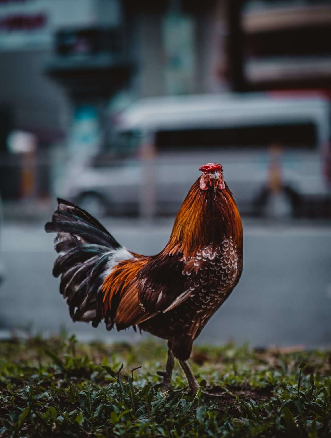 10 Small Chickens! Miniature chickens ranked from the smallest chicken ...
