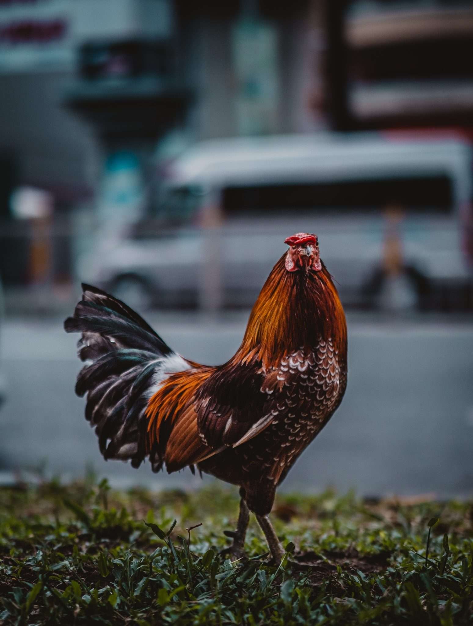 10 Small Chickens! Miniature chickens ranked from the smallest chicken ...