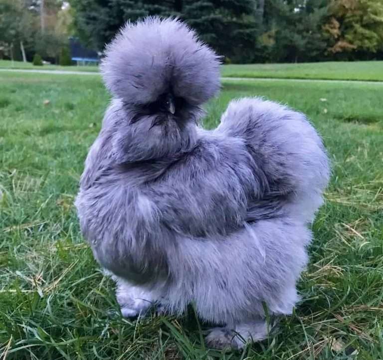 The 10 Most Popular Breeds of Blue Chickens Found Worldwide in 2026 ...